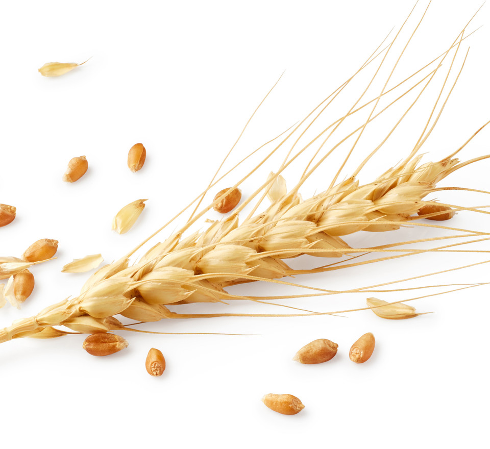 FOODSOLUTE | Wheat germs
